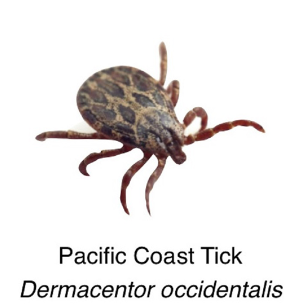 Ticks | PMVCD